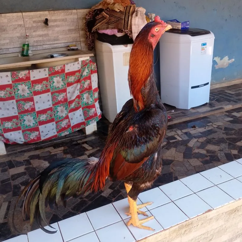 Rifa de um frango caboclo